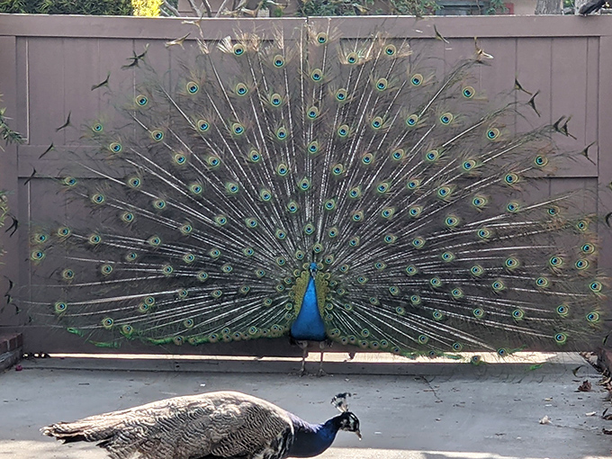 Royal residents with feathers to prove it. The peacocks of Rubel Castle add living splendor to this already magical environment.