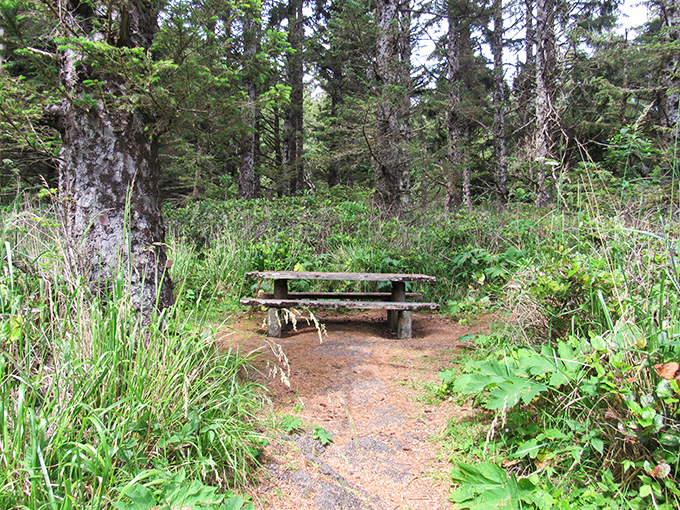 The world's most perfectly positioned picnic spot. Lunch tastes 37% better when surrounded by ancient trees and birdsong.