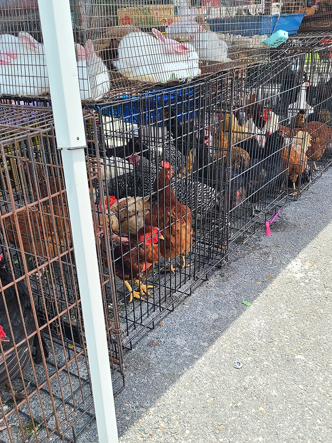 Feathered and furry market residents await new homes. These chickens aren't contemplating their egg production—they're interviewing potential owners.