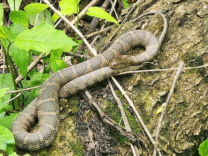 Local residents come in all shapes and sizes! This northern water snake reminds us we're visitors in their home&mdash;nature's version of "look but don't touch."