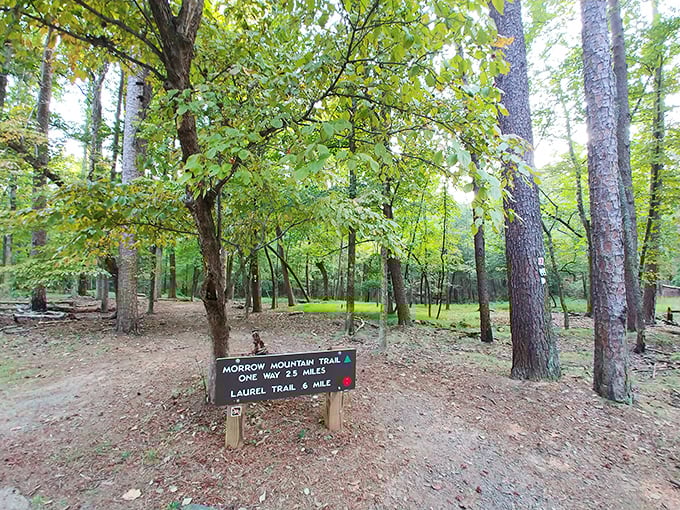Trail markers: the unsung heroes of hiking, preventing countless "I think we turn left here" arguments since Morrow Mountain's establishment.