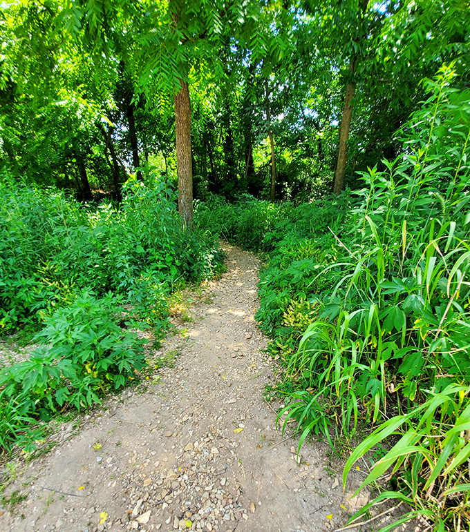 The path less photographed leads to hidden viewpoints. Every step brings you closer to that perfect "I can't believe this is Missouri" moment.