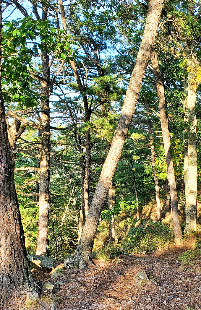 Sunlight filters through the sentinel pines, creating nature's own cathedral. These trees have been standing guard over the valley for generations.
