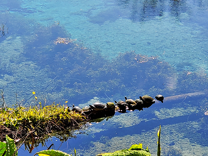 Sunbathing turtles line up like nature's own welcoming committee, greeting every passing visitor.