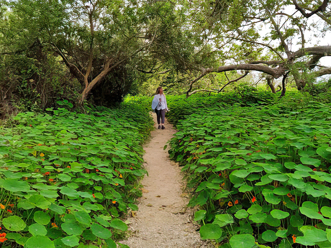 A path bordered by elephant ear plants leads to hidden coastal treasures. Walking here feels like exploring a secret garden by the sea.