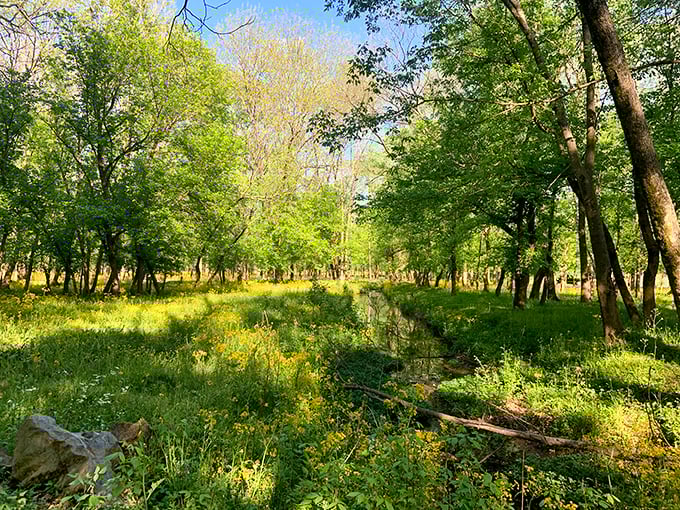 The farm's tranquil woodland areas offer peaceful interludes between animal encounters, where nature reclaims its quiet dignity.