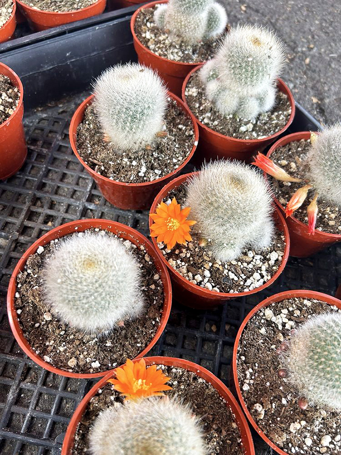 Tiny cacti with surprising orange blooms prove that even the prickliest characters at the swap meet have their moments of unexpected beauty.