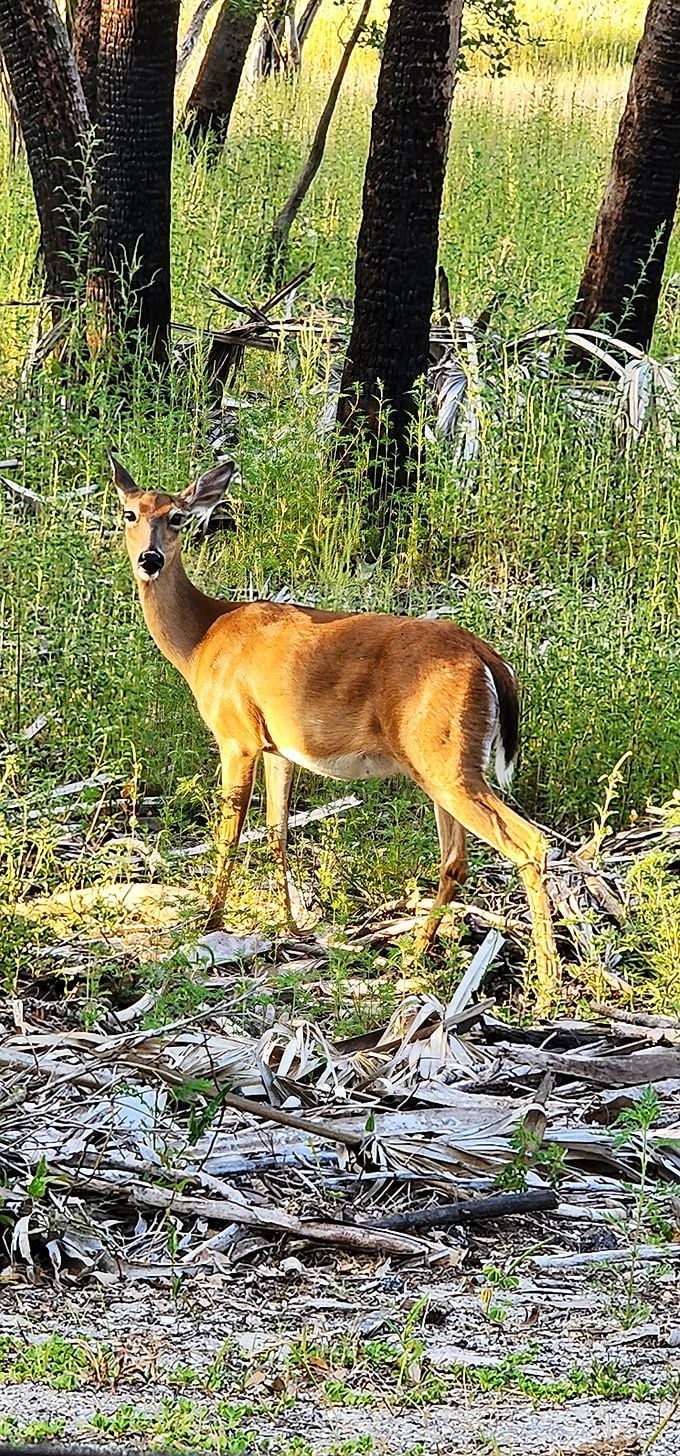 This deer paused just long enough to ask, "Are you enjoying my home?" before disappearing back into Myakka's wild embrace. 