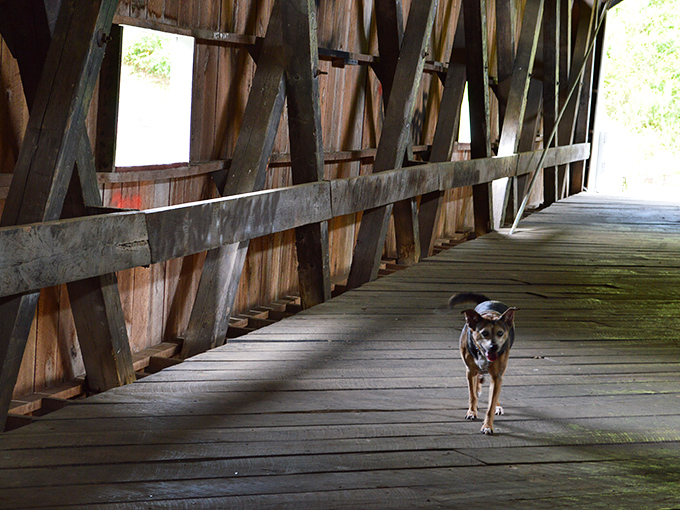 Even four-legged visitors appreciate good architecture, proving this bridge appeals to critics of every species.