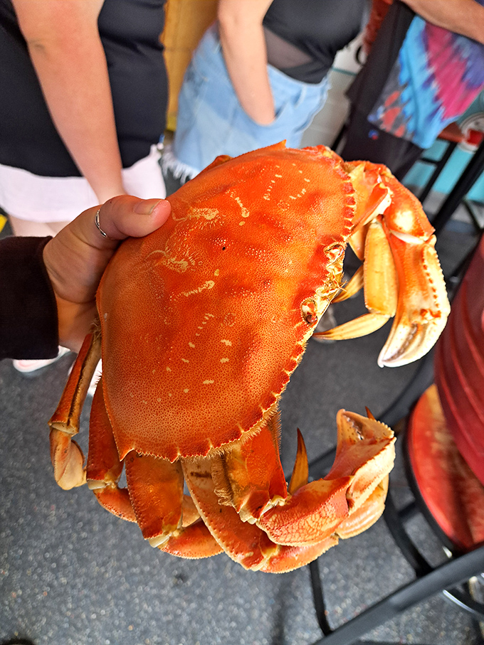 The star of the Bodega Bay show – a magnificent Dungeness crab that practically begs you to crack, dip, and savor.