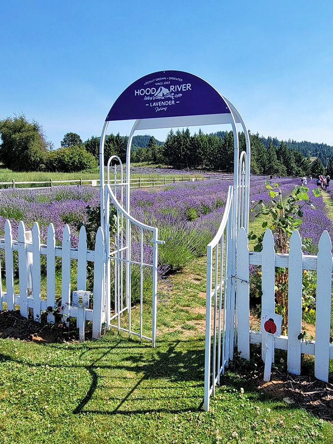 Step through this white gate into a world where everything smells better, looks prettier, and somehow makes your everyday worries seem smaller.