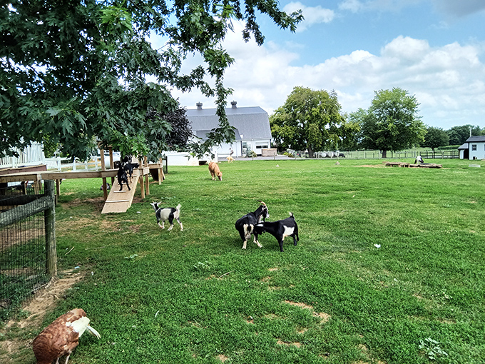 Beyond the store, goats and chickens remind you where real food begins. This isn't farm-to-table&mdash;it's farm-at-table, and the difference is delicious.