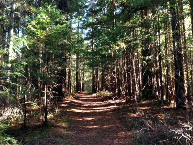 The forested trail invites hikers into a cathedral of redwoods, where dappled sunlight plays through branches and cell service thankfully disappears.