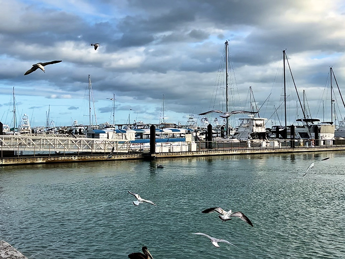 Seagulls patrol the marina where boats bob gently, a daily reminder that retirement near water was definitely the right choice.