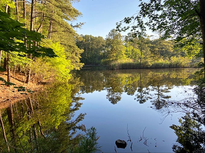 Just minutes from ocean waves, freshwater serenity awaits at Holts Landing State Park, where mirror-like waters reflect towering pines in perfect symmetry.