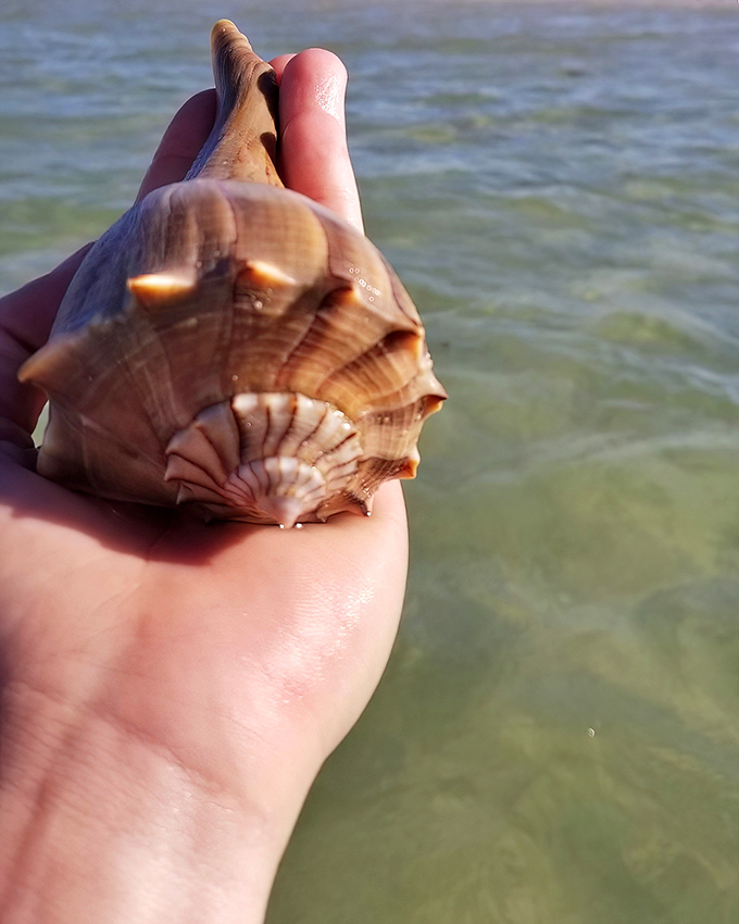Shell collecting reaches trophy status with finds like this knobbed whelk. Nature's perfect souvenir requires no gift shop or credit card.
