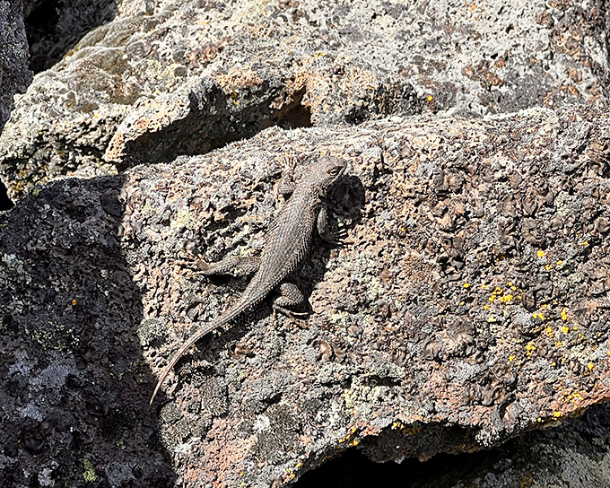 California's original sunbather! This little lizard has mastered the art of finding the perfect warm rock—a skill worth learning.