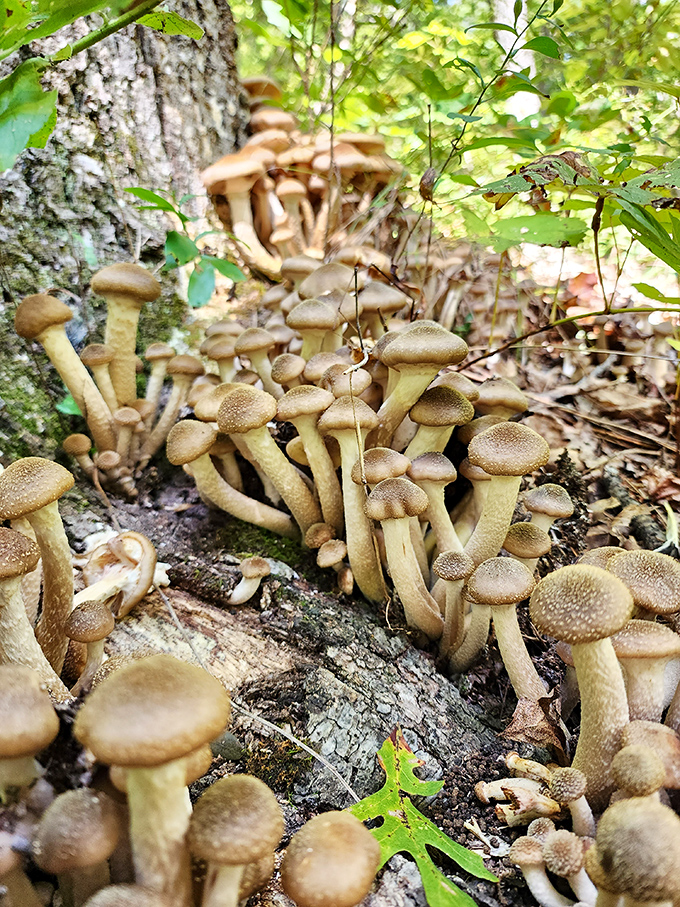 Nature's buffet sprouting from the forest floor. These mushrooms are for admiring, not dining &ndash; some of the Ozarks' most photogenic fungi.