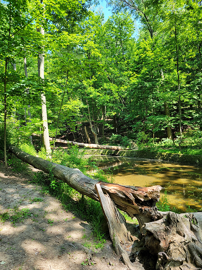 Where fallen trees become nature's benches and shallow streams invite contemplation&mdash;this is Ohio's version of forest bathing.