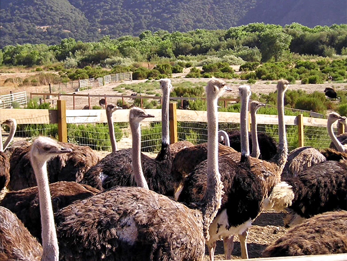 Yes, those are ostriches! The Santa Ynez Valley's diverse attractions include ostrich farms where these curious birds will definitely stare right back at you.