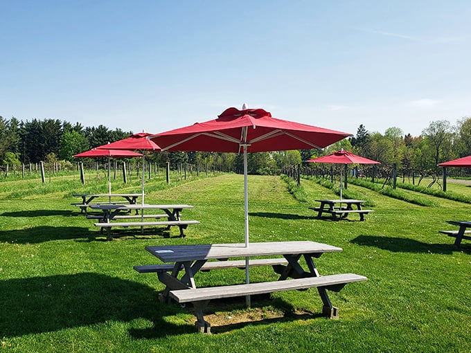 Red umbrellas dot the green landscape between vineyard rows, offering perfect picnic spots with a view that improves with each glass.