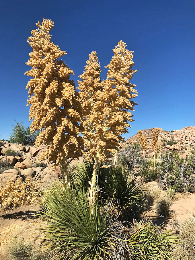 Desert fireworks frozen in time. Parry's beargrass erupts in golden splendor against the blue sky, proving the desert knows how to celebrate without making a sound.