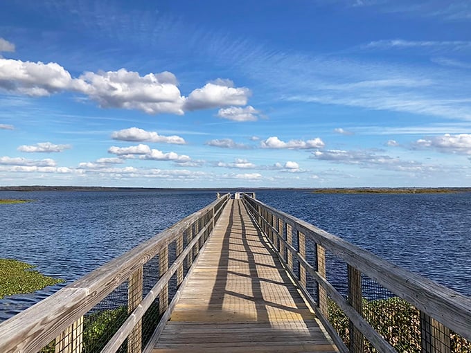 A wooden boardwalk stretches over Paynes Prairie's waters, leading visitors into a Florida landscape that hasn't changed since the Seminoles called it home.