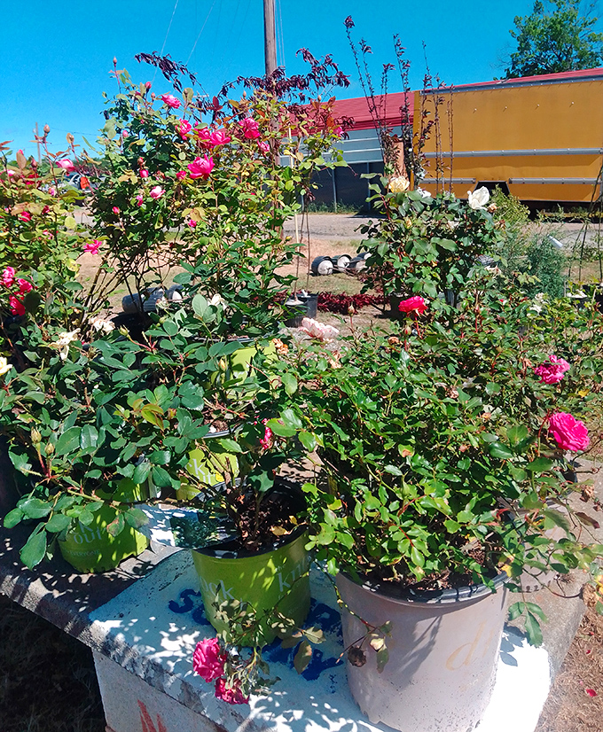 Garden treasures in bloom, ready to transform your yard from "meh" to "magnificent" with minimal green-thumb requirements.