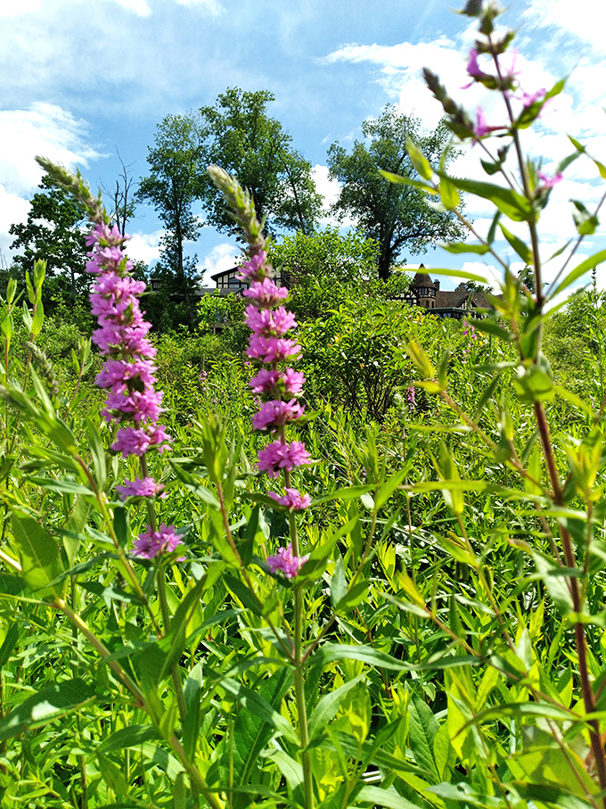 Purple loosestrife reaches skyward while the manor house watches from afar. Even the wildflowers at Punderson seem to have an appreciation for architecture.