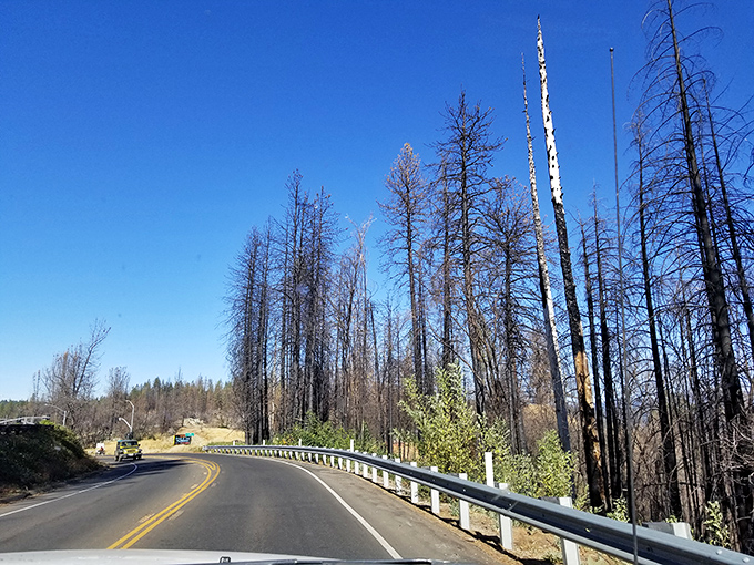 Roads to recovery wind through fire-touched forests. New growth emerges among blackened trunks&mdash;nature's lesson in persistence we can all learn from.