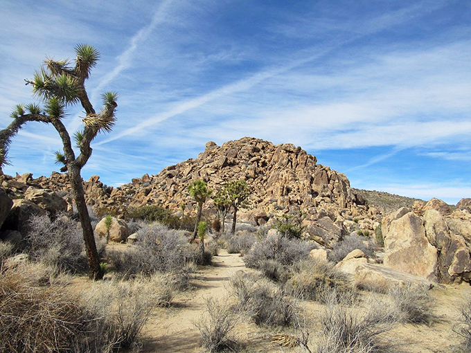 The iconic Joshua Tree strikes a pose against boulder formations that look like they were arranged by a giant playing a cosmic game of rock Tetris.
