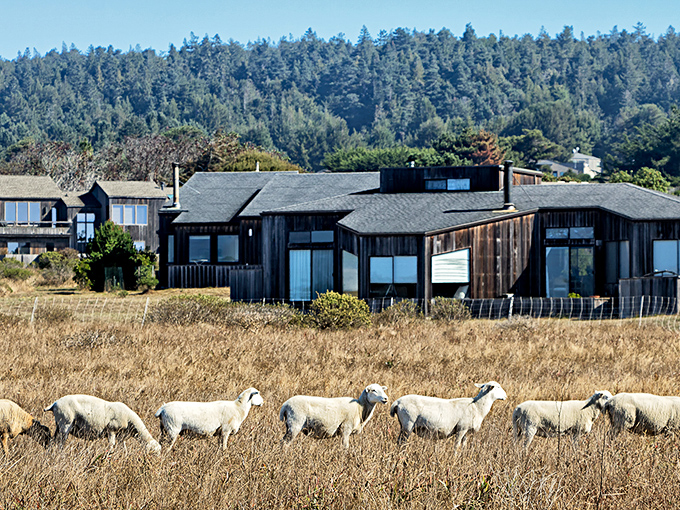 The original free-range lawn mowers of Sea Ranch. These sheep maintain the meadows while adding a touch of pastoral charm.