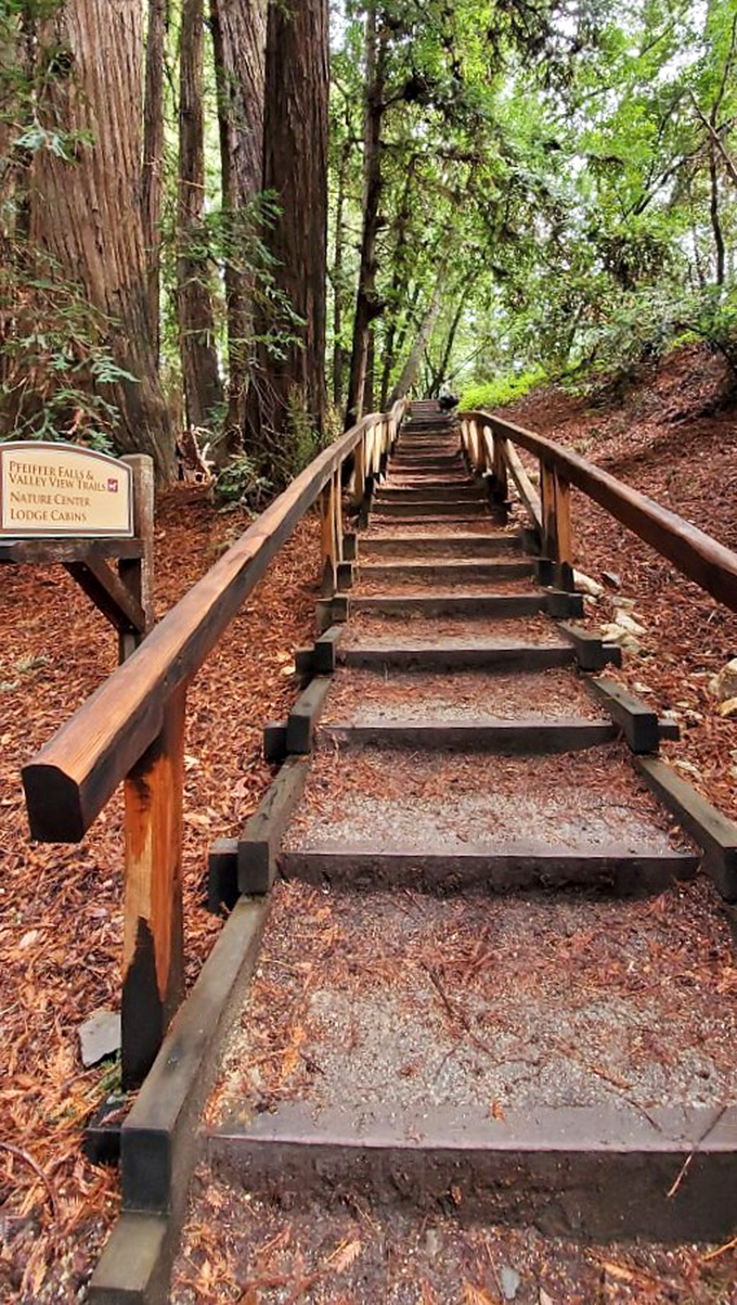 These redwood-duff covered steps lead to Pfeiffer Falls, proving that in Big Sur, even the journey to the destination is worth photographing.