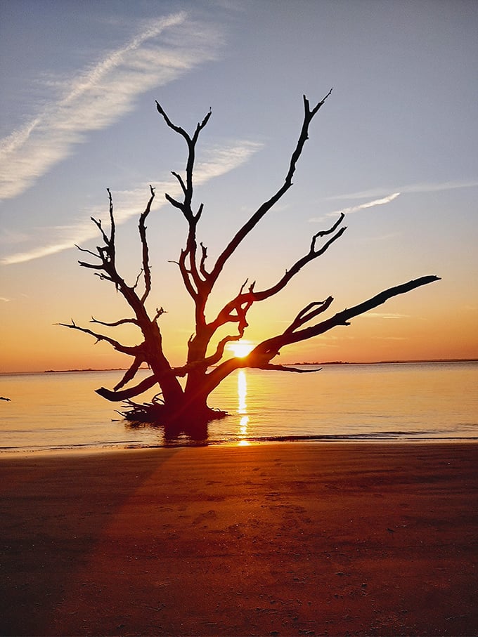 Driftwood becomes sculpture against the setting sun. Nature's art installation changes daily, never the same masterpiece twice.