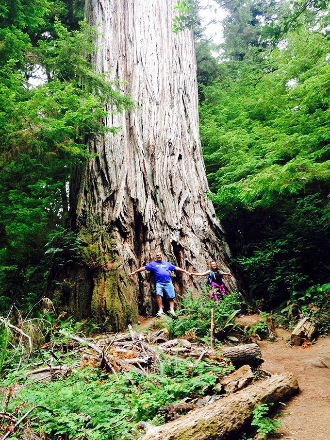 When measuring yourself against a redwood, you'll quickly discover that some perspective adjustments are in order – humility grows naturally here.