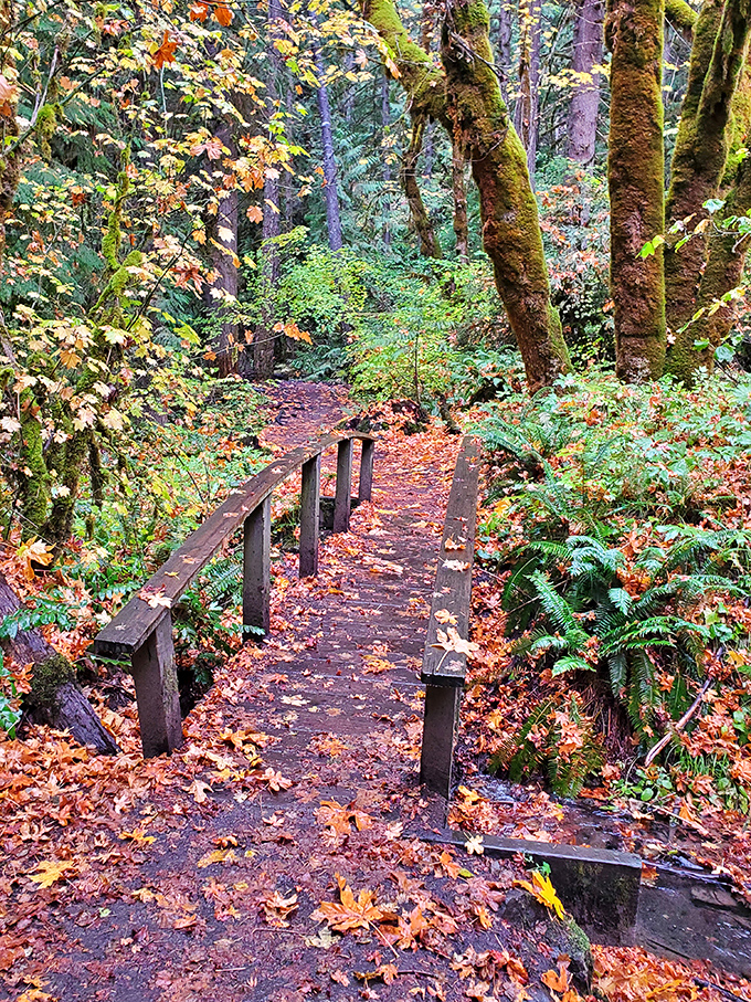 Autumn paints the trail in warm hues, creating a crunchy carpet of leaves. Fall's grand finale before winter's quiet intermission begins.