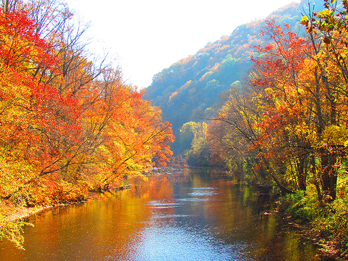 Autumn transforms Swatara Creek into a flowing ribbon of liquid amber, where trees compete in nature's most spectacular fashion show of the year.