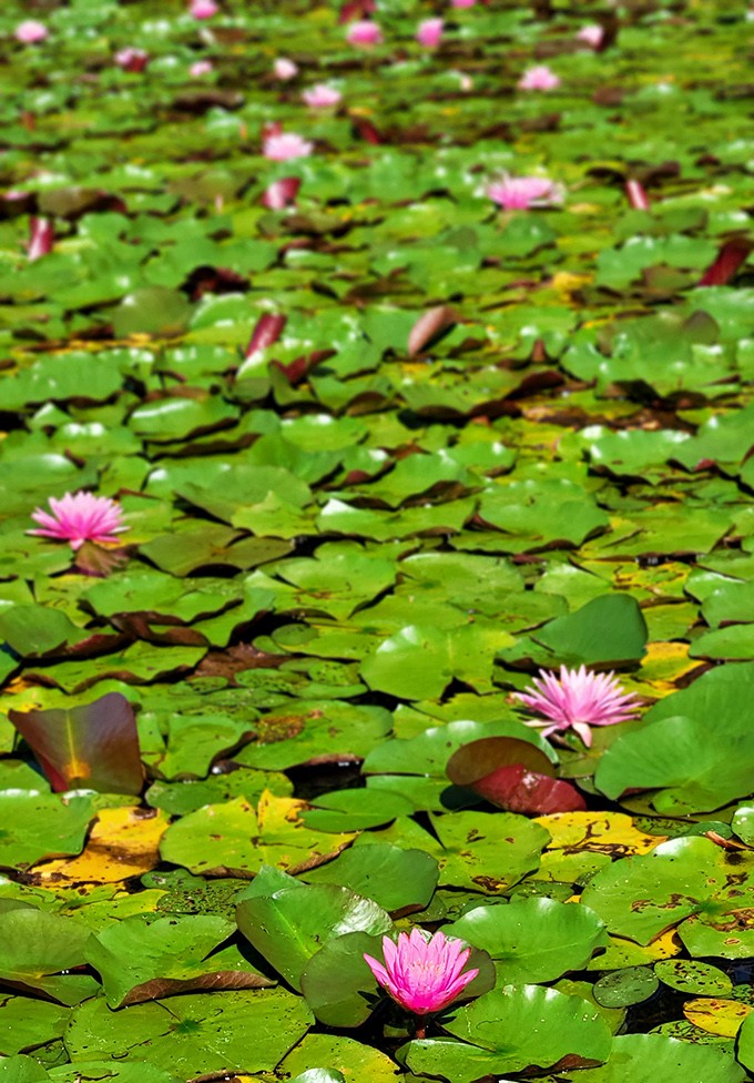 Water lilies create a Monet painting in real life. Pink blooms floating on green platforms &ndash; nature's own art installation.
