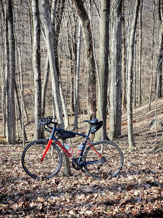 A bike resting among bare trees &ndash; proof that sometimes the journey deserves a pause just as much as the destination.
