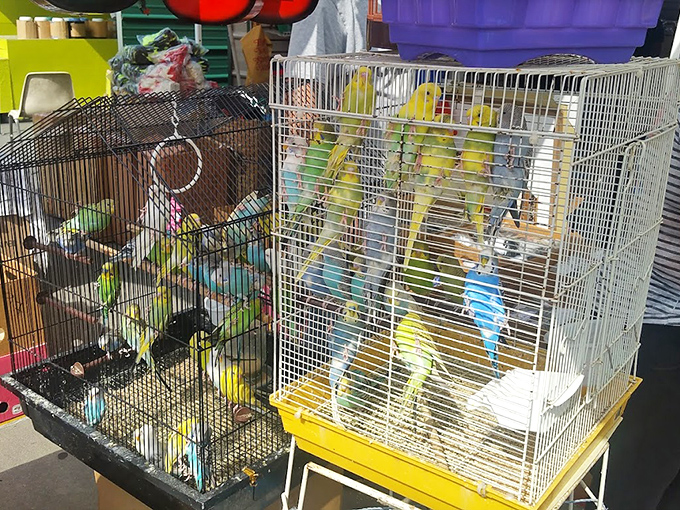 Feathered friends chirp their sales pitch from colorful cages. These vibrant birds add a symphony of sound to the market's already rich sensory experience.