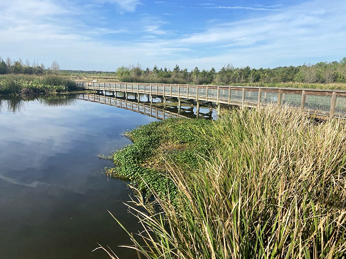 This elevated walkway leads you over wetlands where every step reveals new wildlife surprises below.