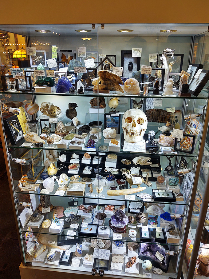 A cabinet of curiosities that makes natural history museums look boring. That skull has definitely seen some things.