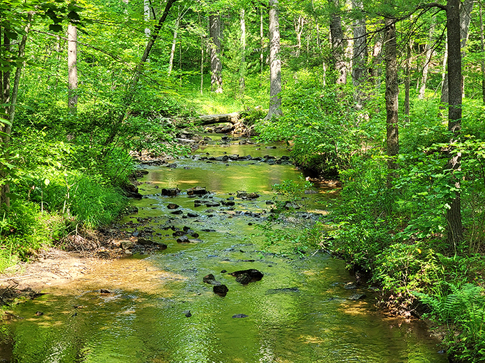 Crystal clear waters dance over ancient stones in this woodland stream. Nature's own meditation soundtrack plays on an endless loop.