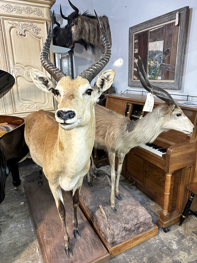 The taxidermy section: where conversations with dinner guests either begin or end abruptly. Nothing says "eclectic collector" like a piano-adjacent antelope.
