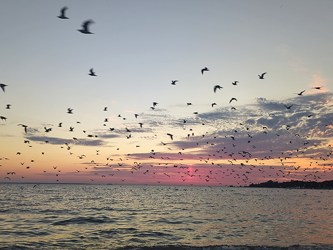 The evening air erupts with wings! Gulls celebrate another day in paradise, painting the sunset sky with their joyful ballet. 
