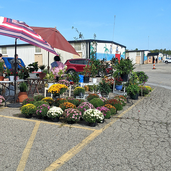 A garden center blooms in the most unexpected place&mdash;vibrant mums and potted plants creating an oasis of color in the asphalt desert.