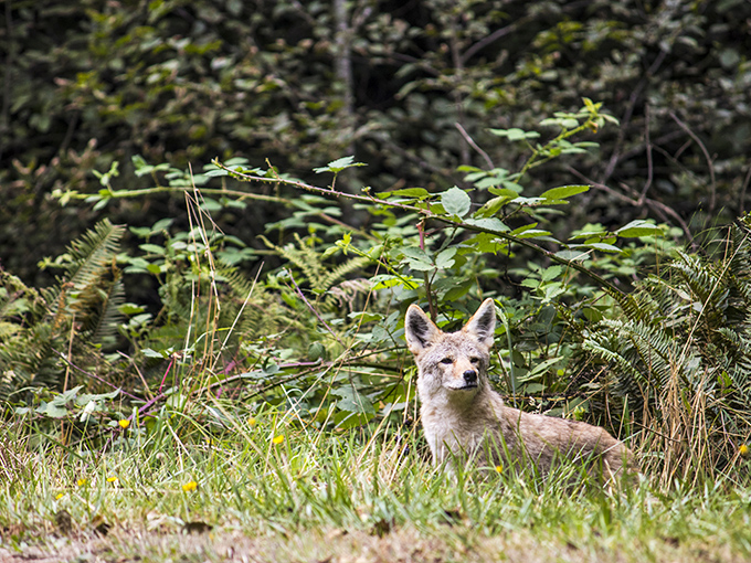 "Just act natural," says this coastal fox, accidentally posing for what could be Oregon's next tourism campaign poster.