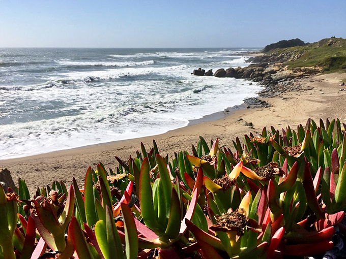 California's coastal succulent garden doesn't need watering or weeding. These vibrant ice plants frame Bean Hollow's shoreline like nature's own welcome mat.