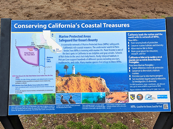 For those who like their views with a side of education: coastal conservation explained with the actual star of the show right there in the background.