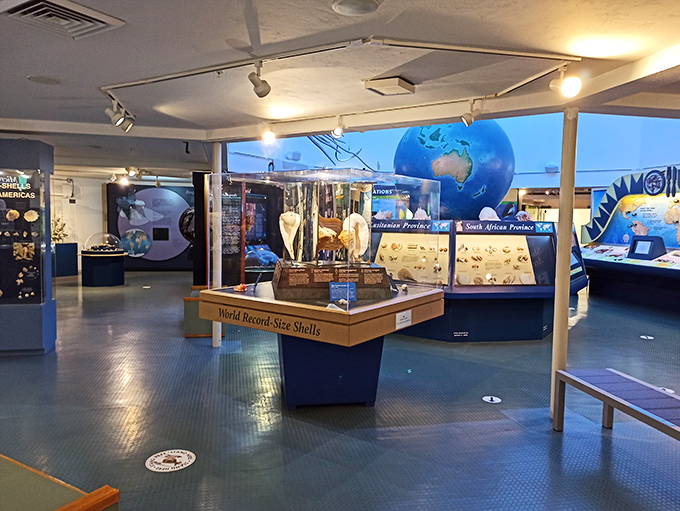 World record-sized shells command attention in this central display, proving that when it comes to nature's architecture, bigger can be better.